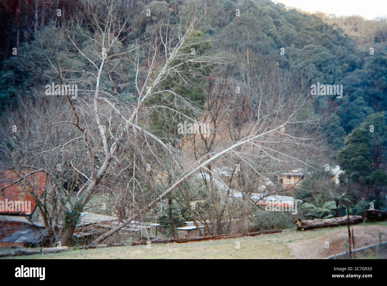 Beautiful view of the trees in front of village houses by a tree ...