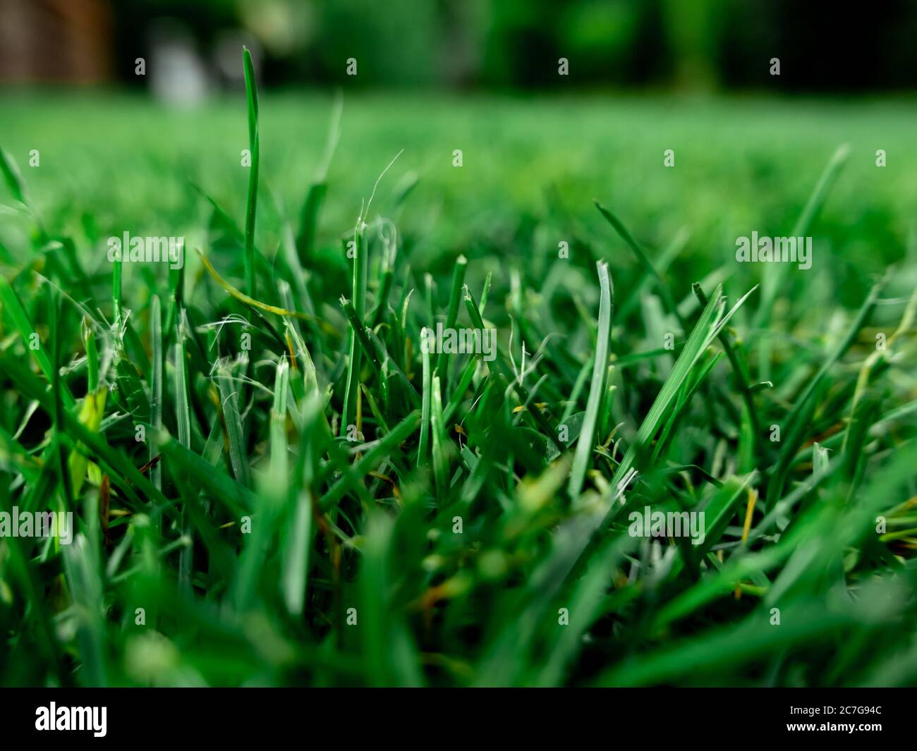 Garden grass - macro picture Stock Photo - Alamy