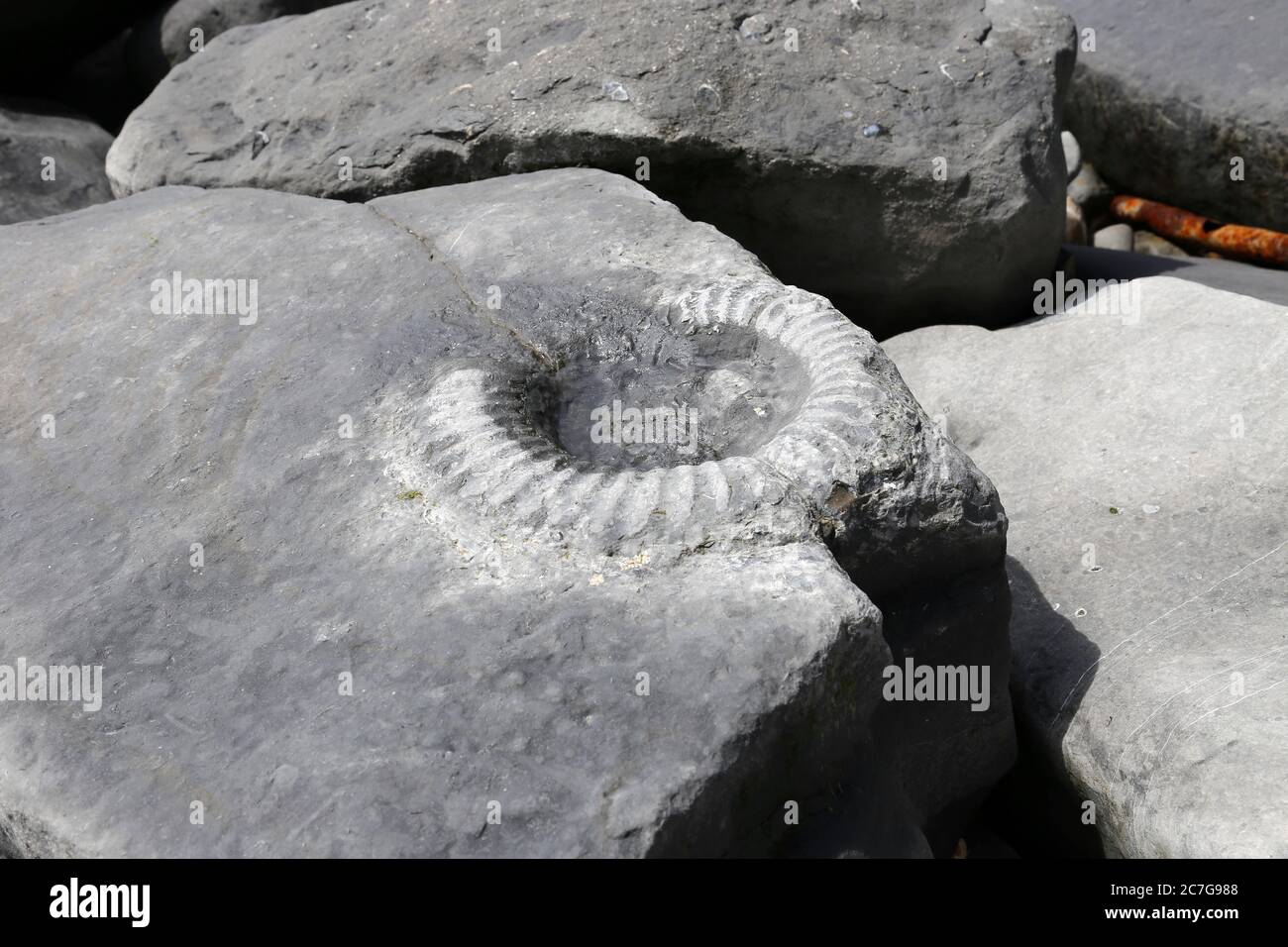 Fossil hunting at low tide between Lyme Regis and Charmouth, Dorset ...