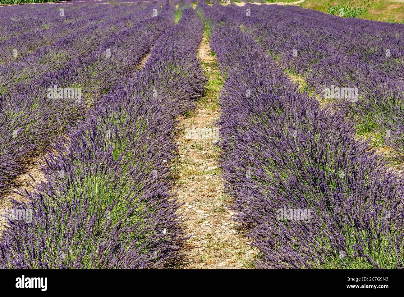 Lavender field tuscany hi-res stock photography and images - Alamy