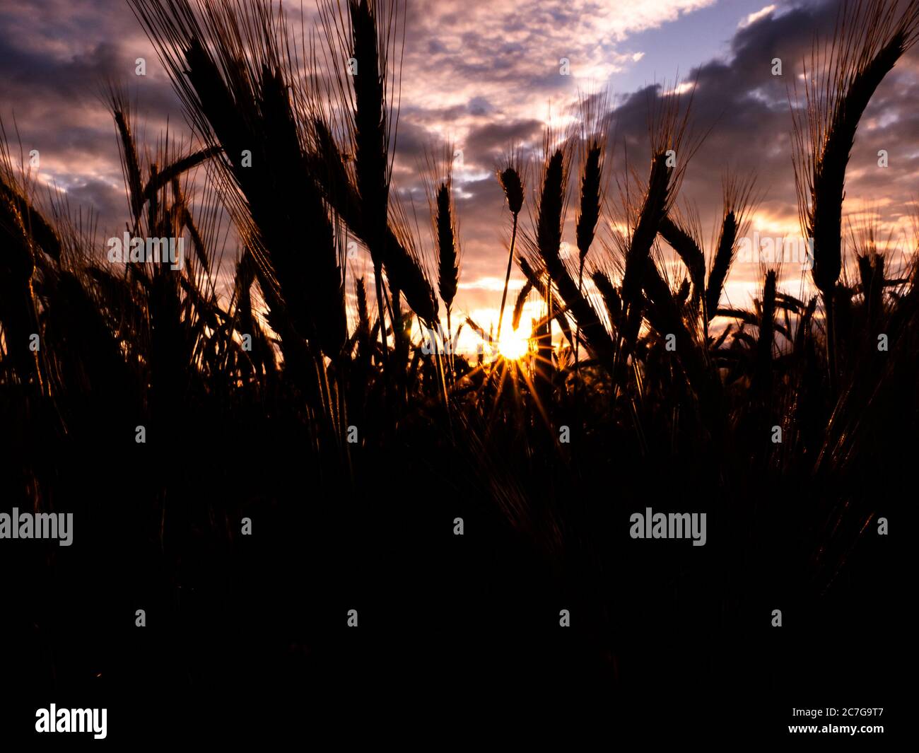 Backlighting of wheat spikes at sunset in a wheat field Stock Photo - Alamy