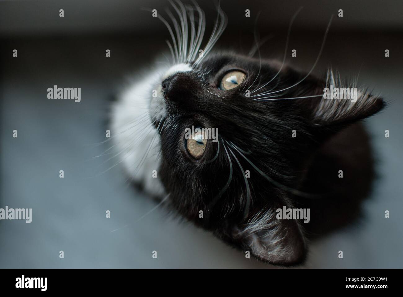Overhead selective shot of an adorable cat with black fur and white ...
