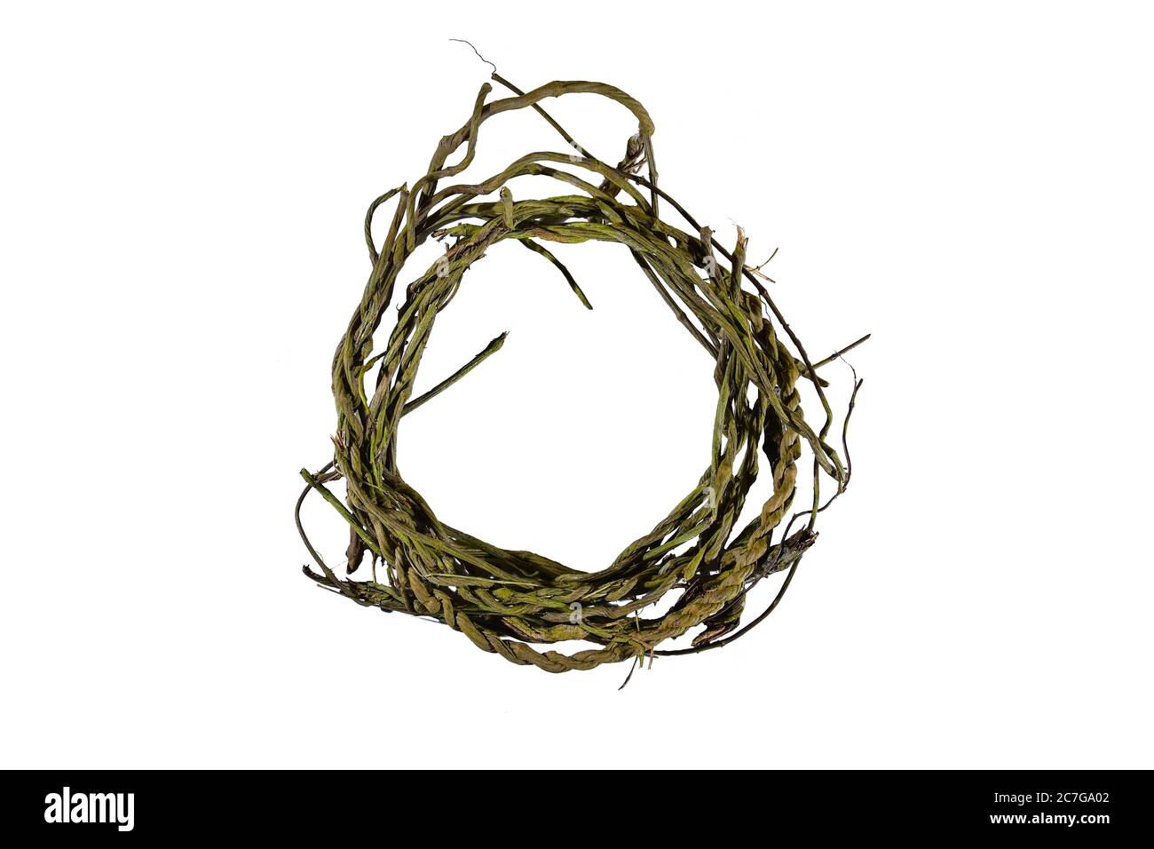 round tree roots. isolated on a white background, including clipping ...