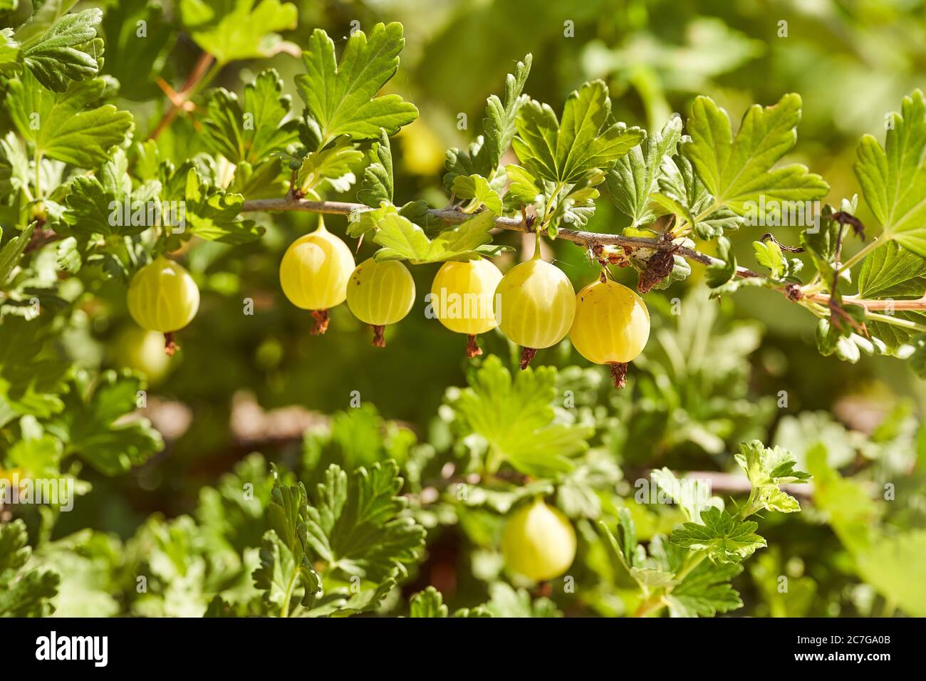 Yellow gooseberry fruit on a branch. Light effects. Close-up Stock ...