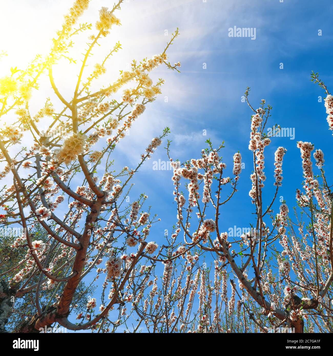 Beautiful white almond flowers on almond tree branch in spring Italian ...