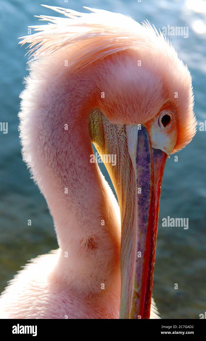Vertical shot of an exotic bird with a long colorful beak captured in ...