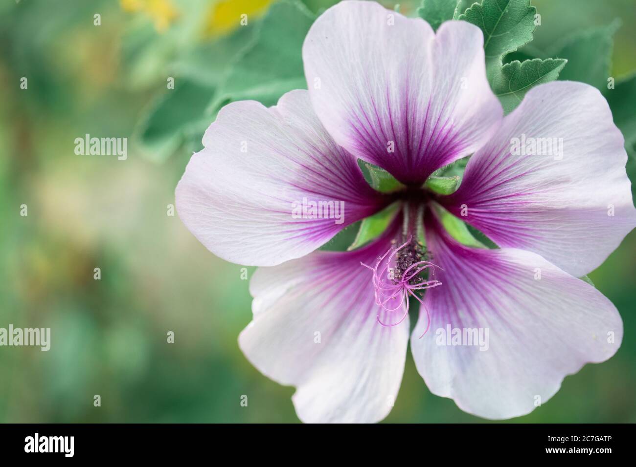 Selective focus shot of an exotic purple flower in a garden Stock Photo ...