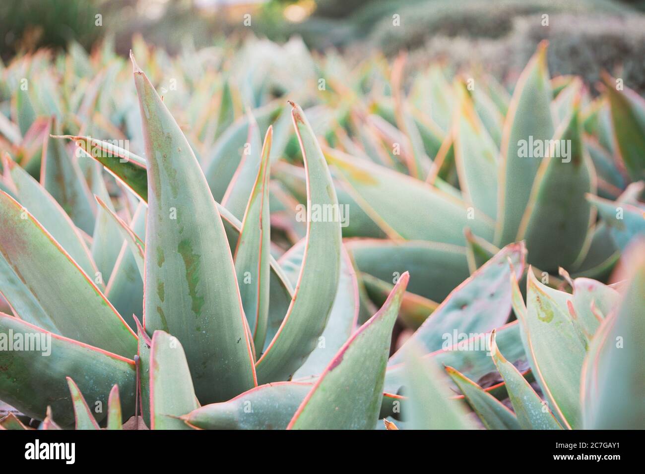 Selective focus shot of exotic green plants in the middle of a garden ...