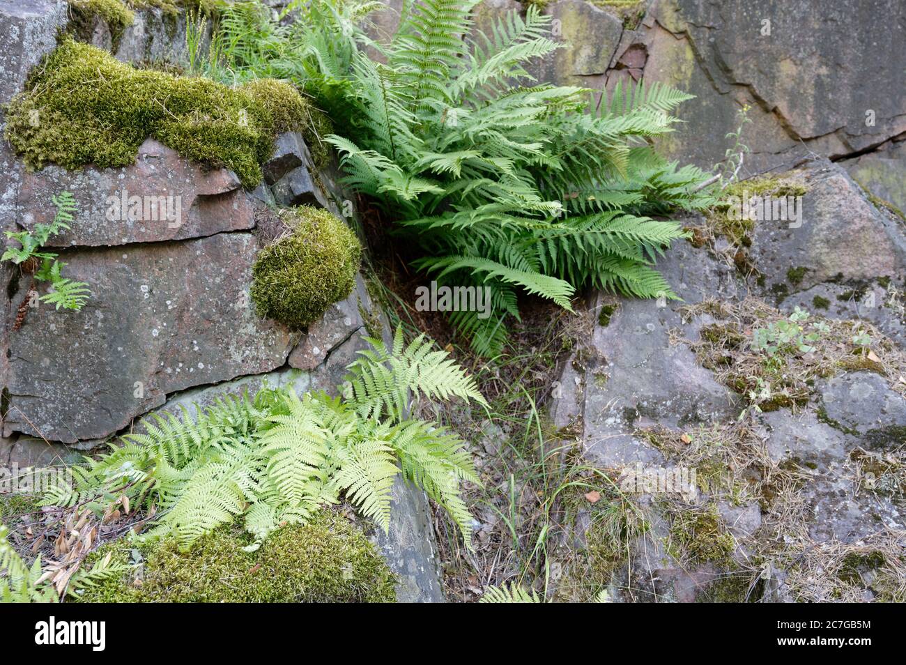 Plant stone rock hi-res stock photography and images - Alamy