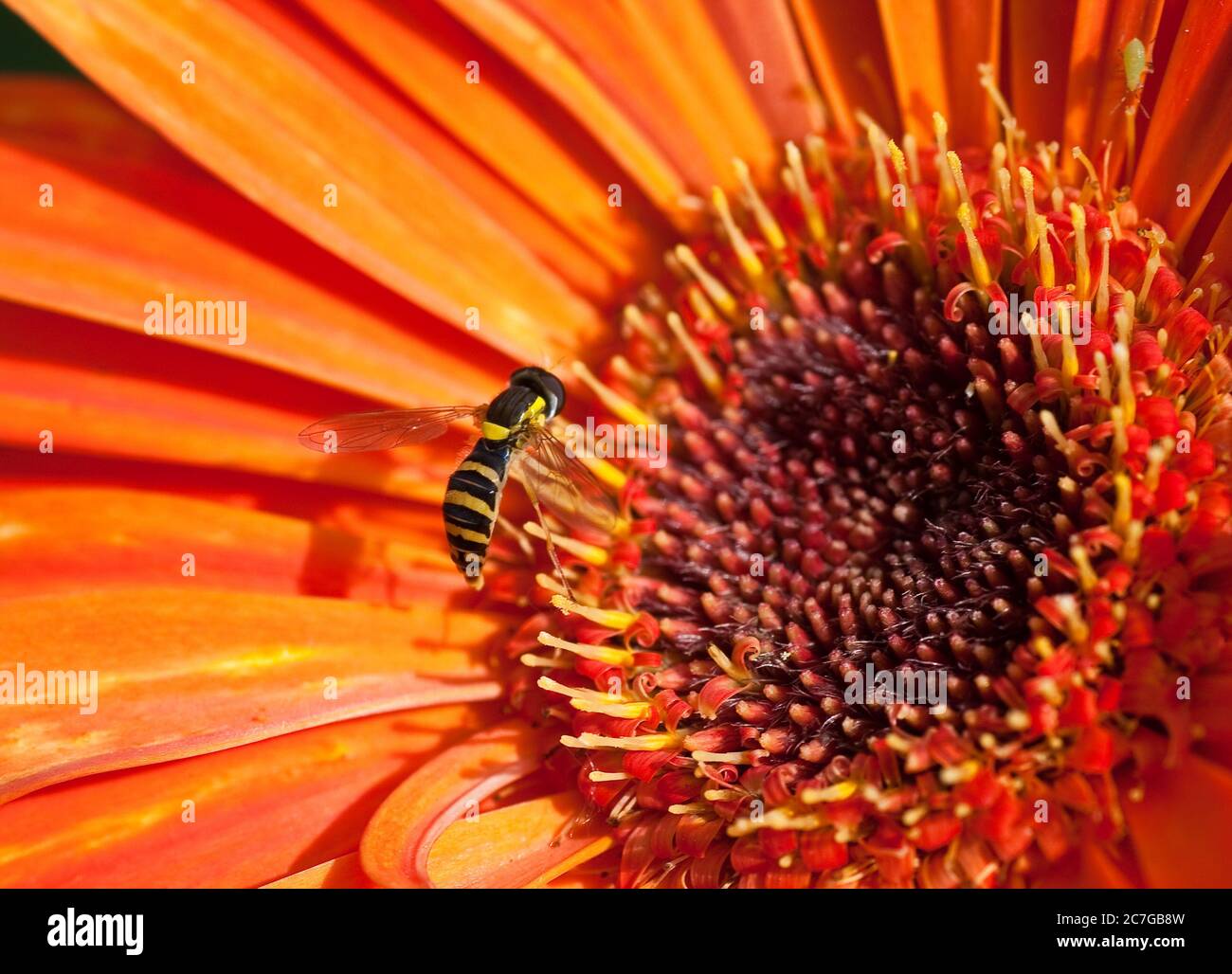 Eristalis tenax on flower orange gerbera. Small depth to sharpness ...