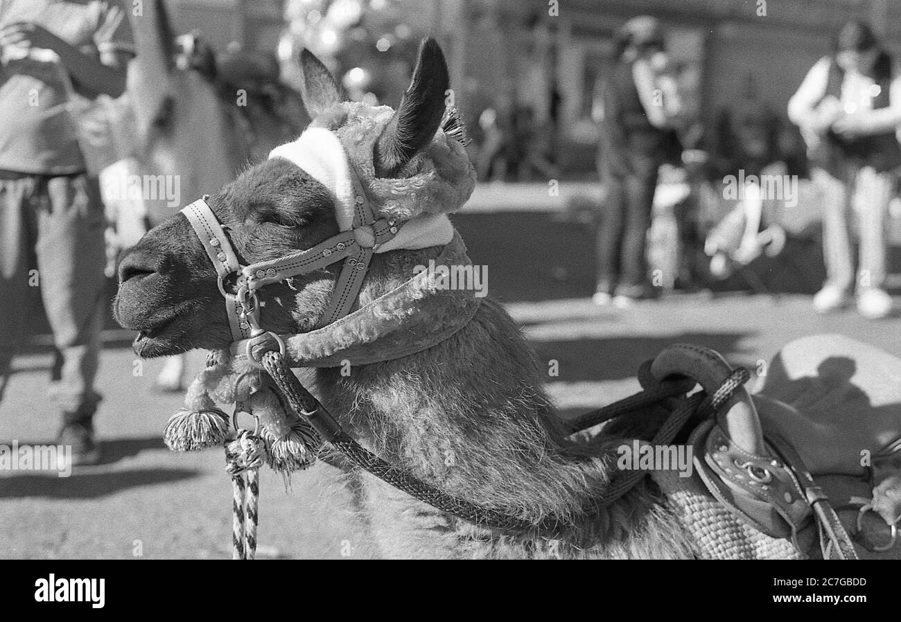 Camel black and white hi-res stock photography and images - Alamy