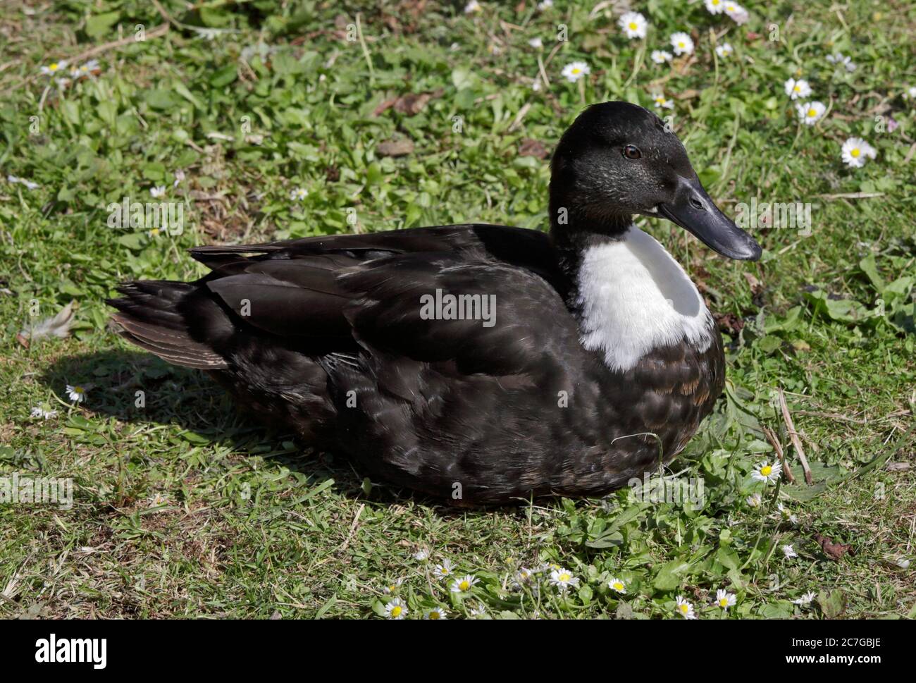 Rouen duck hi-res stock photography and images - Alamy