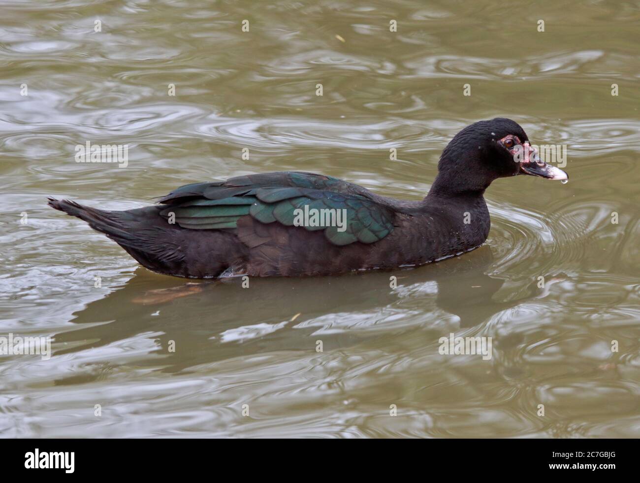 Female muscovy ducks hi-res stock photography and images - Alamy