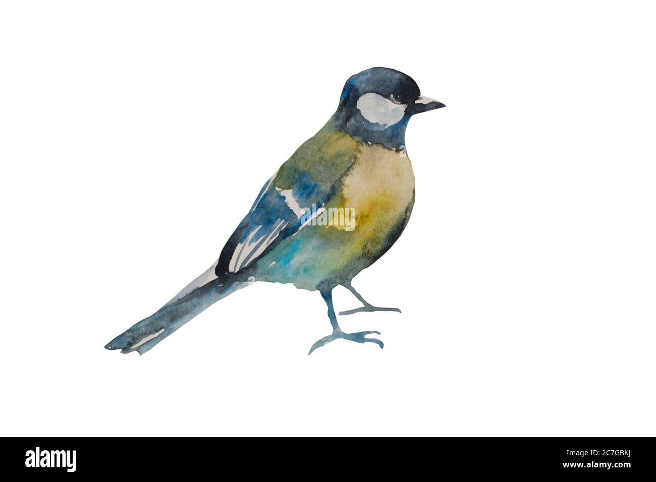 Blue tit bird isolated on white background. Original watercolor ...
