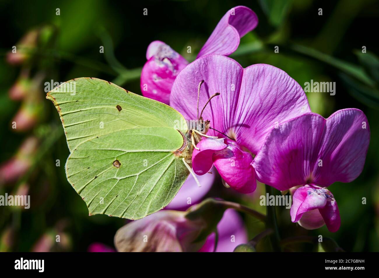 Butterfly Brimstone High Resolution Stock Photography and Images - Alamy