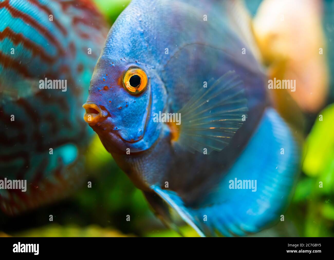Discus fish detailed close up in the aquarium Stock Photo - Alamy
