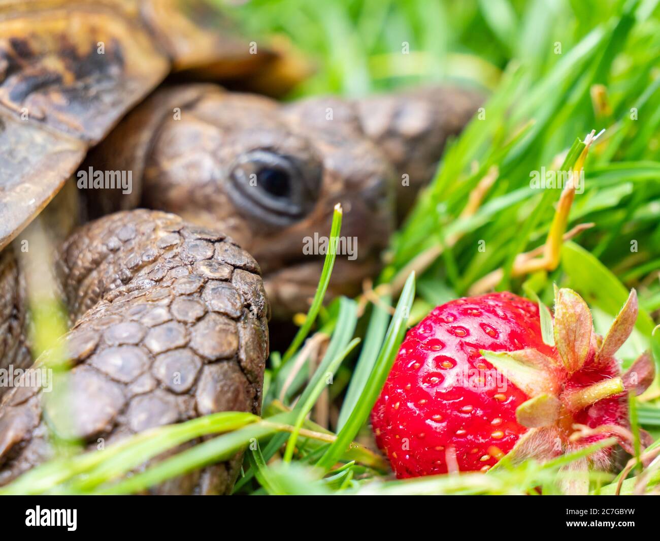 Four Toed Tortoise High Resolution Stock Photography and Images - Alamy
