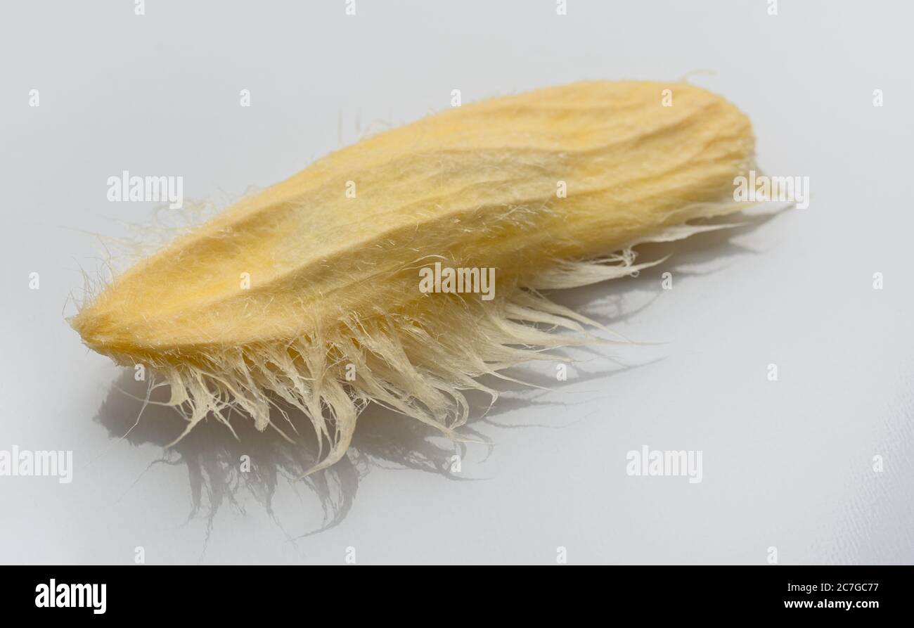 Mango seed hi-res stock photography and images - Alamy