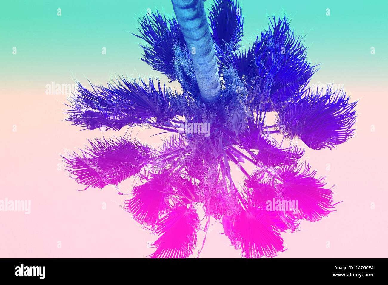 Photo of retro neon palms in the tropics Stock Photo - Alamy