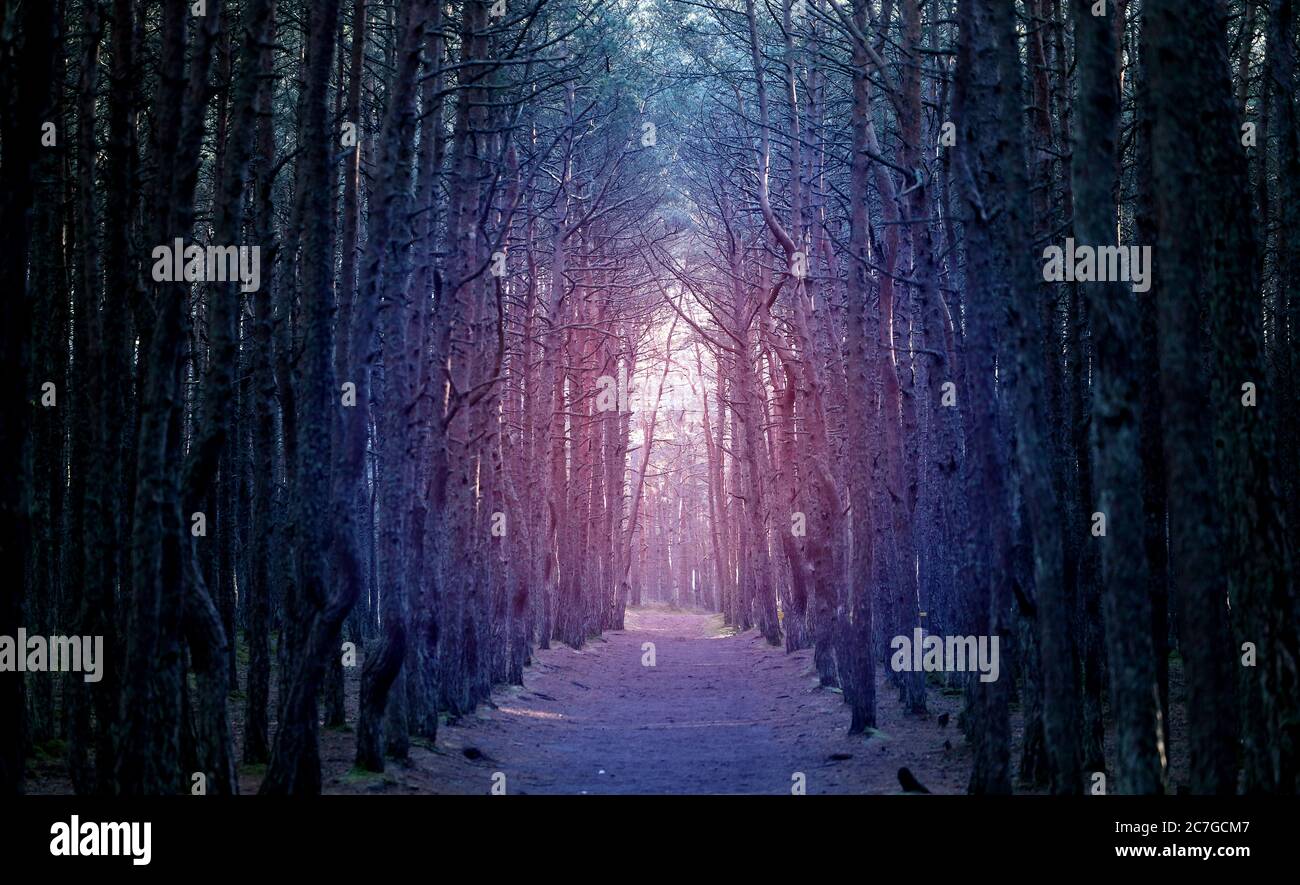 Photo background of a dark pine forest unusual reserve Stock Photo - Alamy