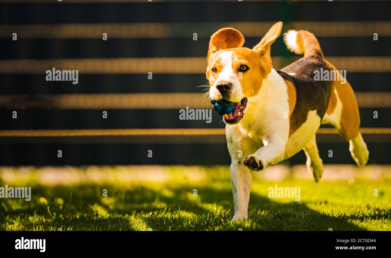 Cute Beagle dog running happy over the yard with a blue ball towards ...