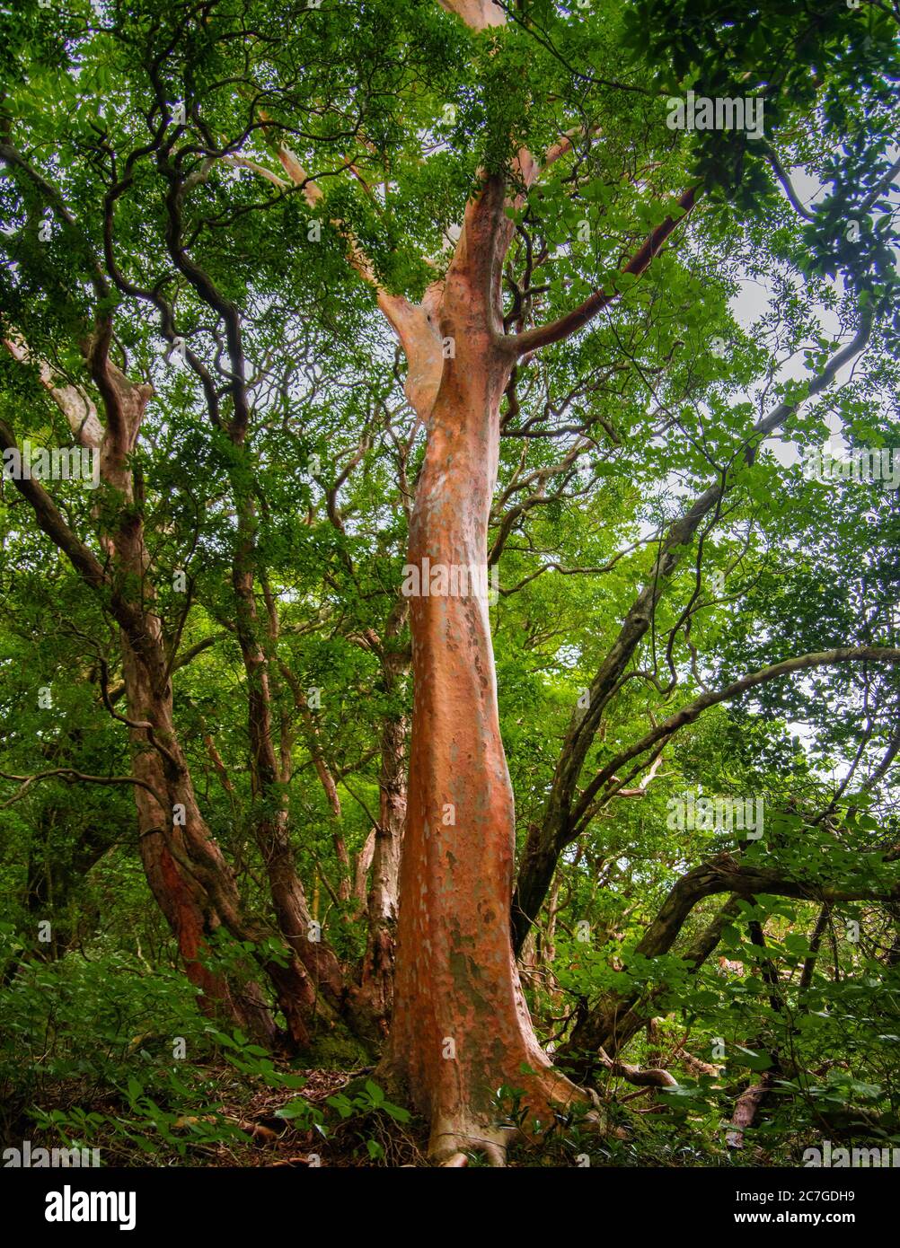 A member of the Theaceae family, this species of tree is also known as ...