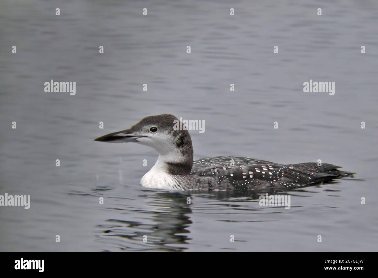 Common loon winter plumage hi-res stock photography and images - Alamy