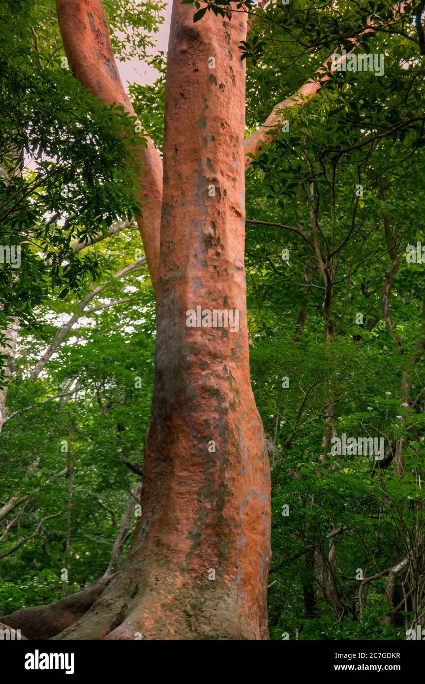 The second tall stewartia tree I discovered on the way down Mt ...