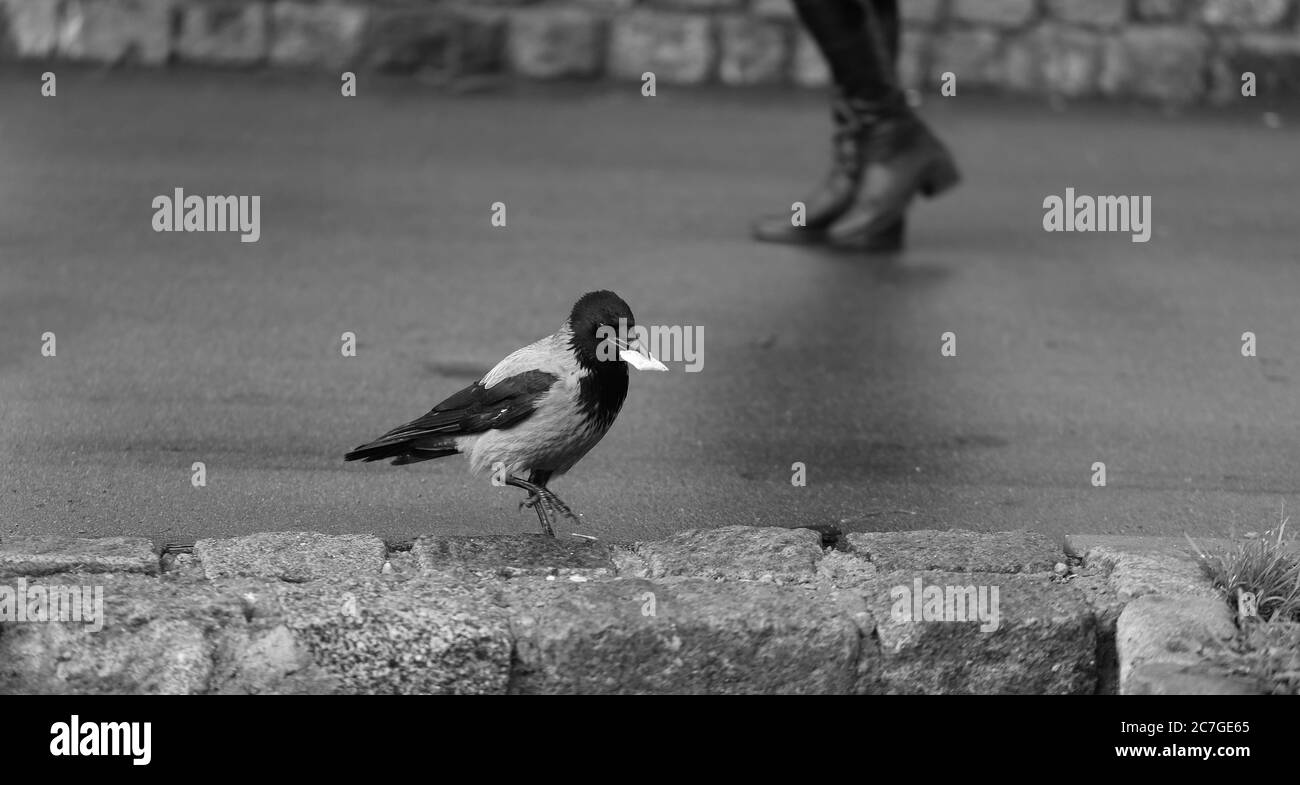 Raven eating carrion hi-res stock photography and images - Alamy