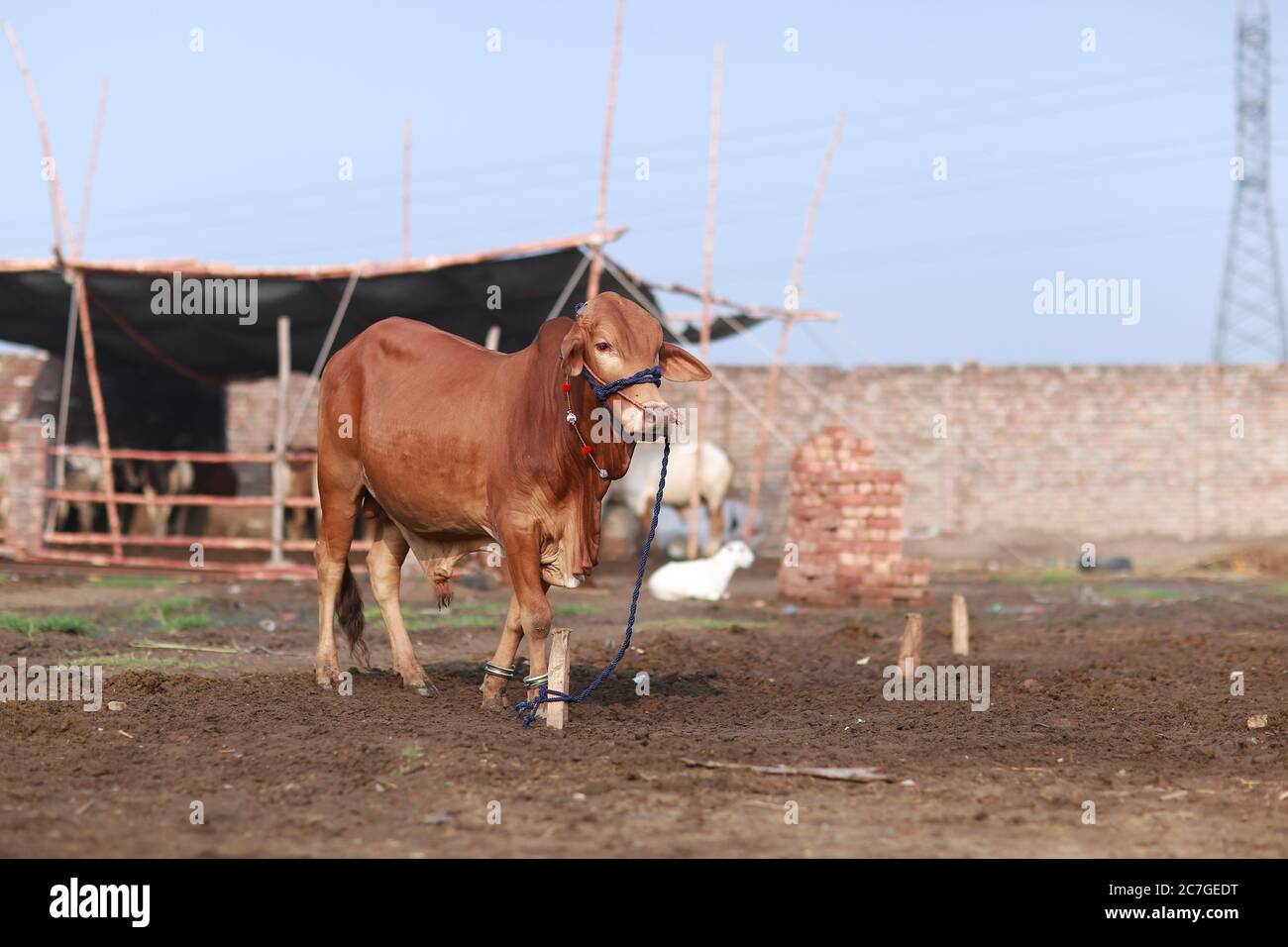 Pakistani buffalo hi-res stock photography and images - Alamy