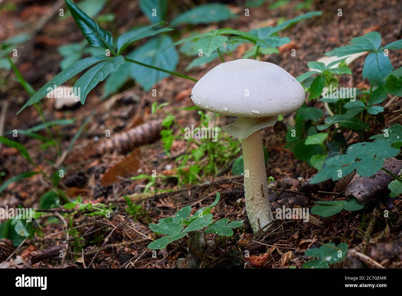 Agaricus arvensis hi-res stock photography and images - Alamy