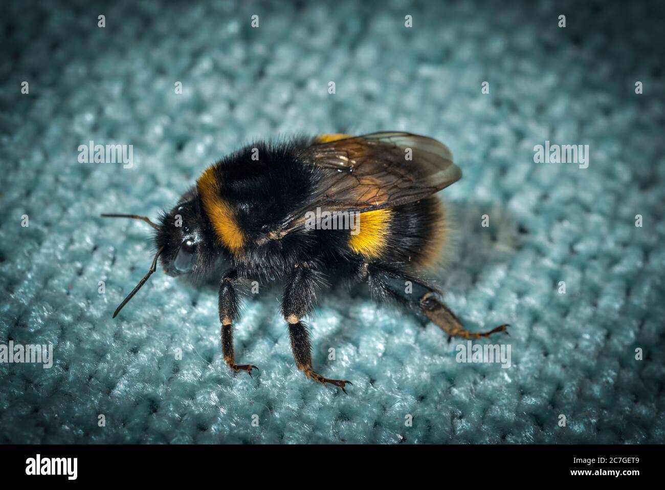 Bumblebee bee genus bombus hi-res stock photography and images - Alamy