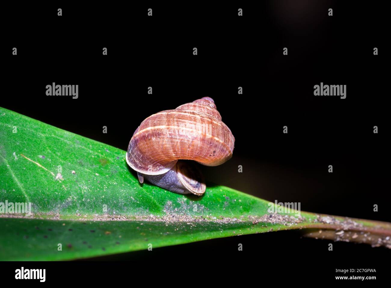 Snail hiding during the day, Nosy Komba, Madagascar Stock Photo - Alamy