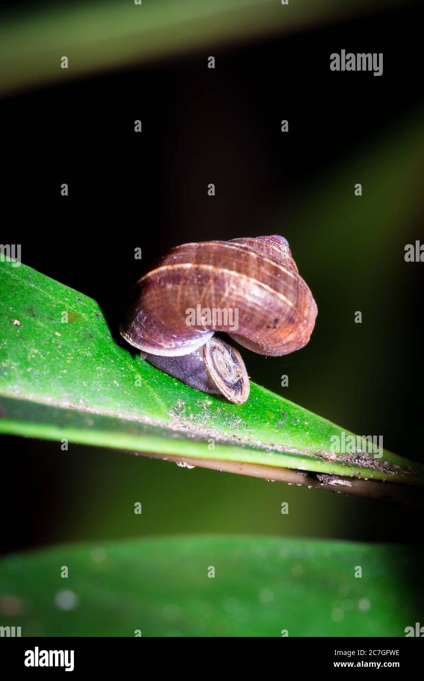 Snail hiding during the day, Nosy Komba, Madagascar Stock Photo - Alamy