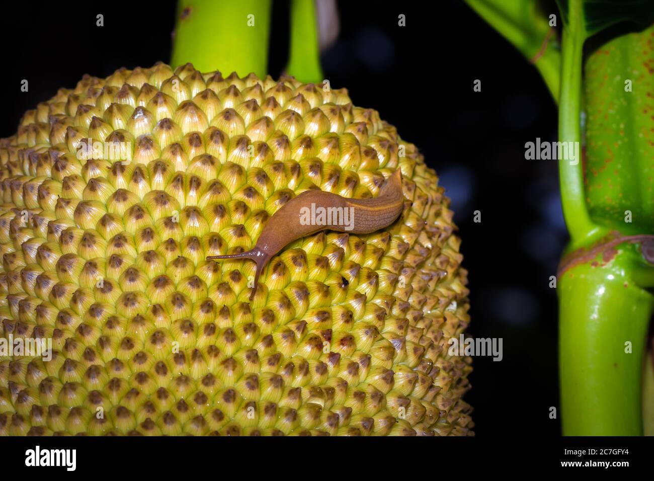 Yellow banana slug (Ariolimax) hiding on a Jack fruit (Artocarpus ...