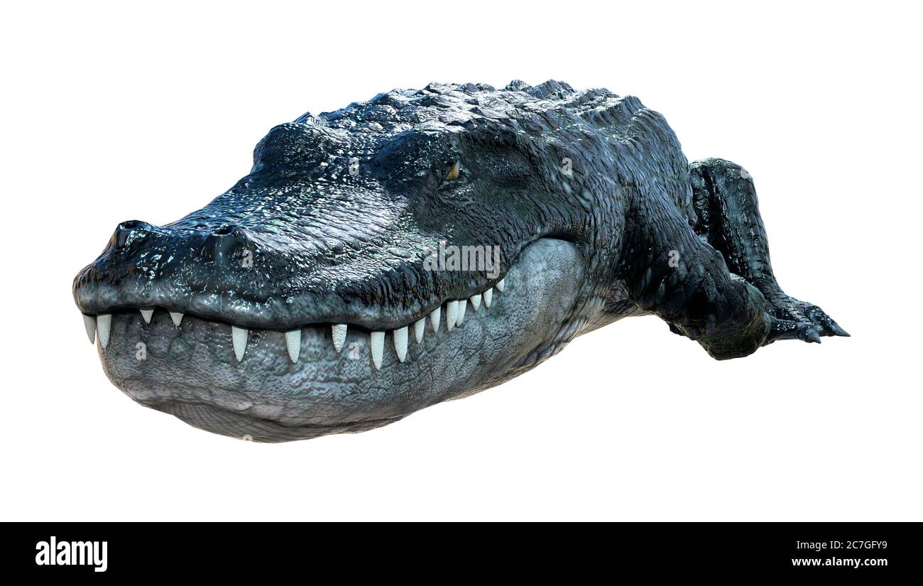 3D rendering of a black alligator isolated on white background Stock ...