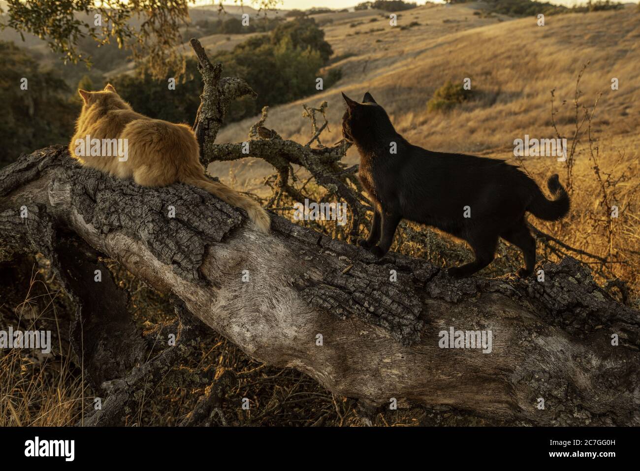 Two cats on a log Stock Photo - Alamy