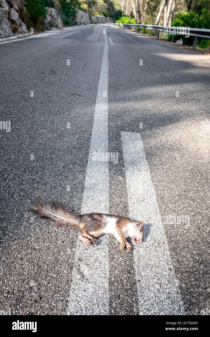 Car accident ends the life of a squirrel who is bleeding in the center ...