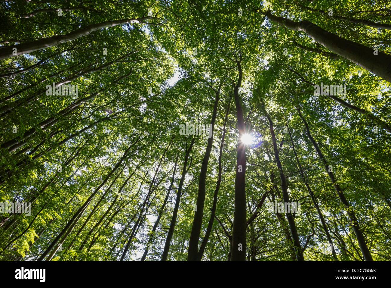 Forest path with beech trees hi-res stock photography and images - Alamy