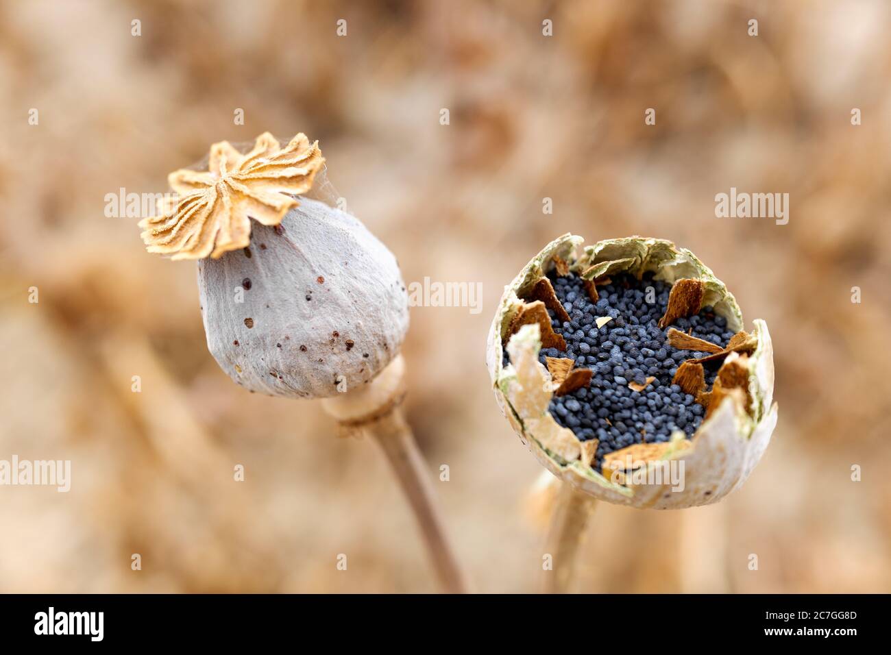 Poppy seeds inside the flowering plant in a crop, detail with unfocused ...