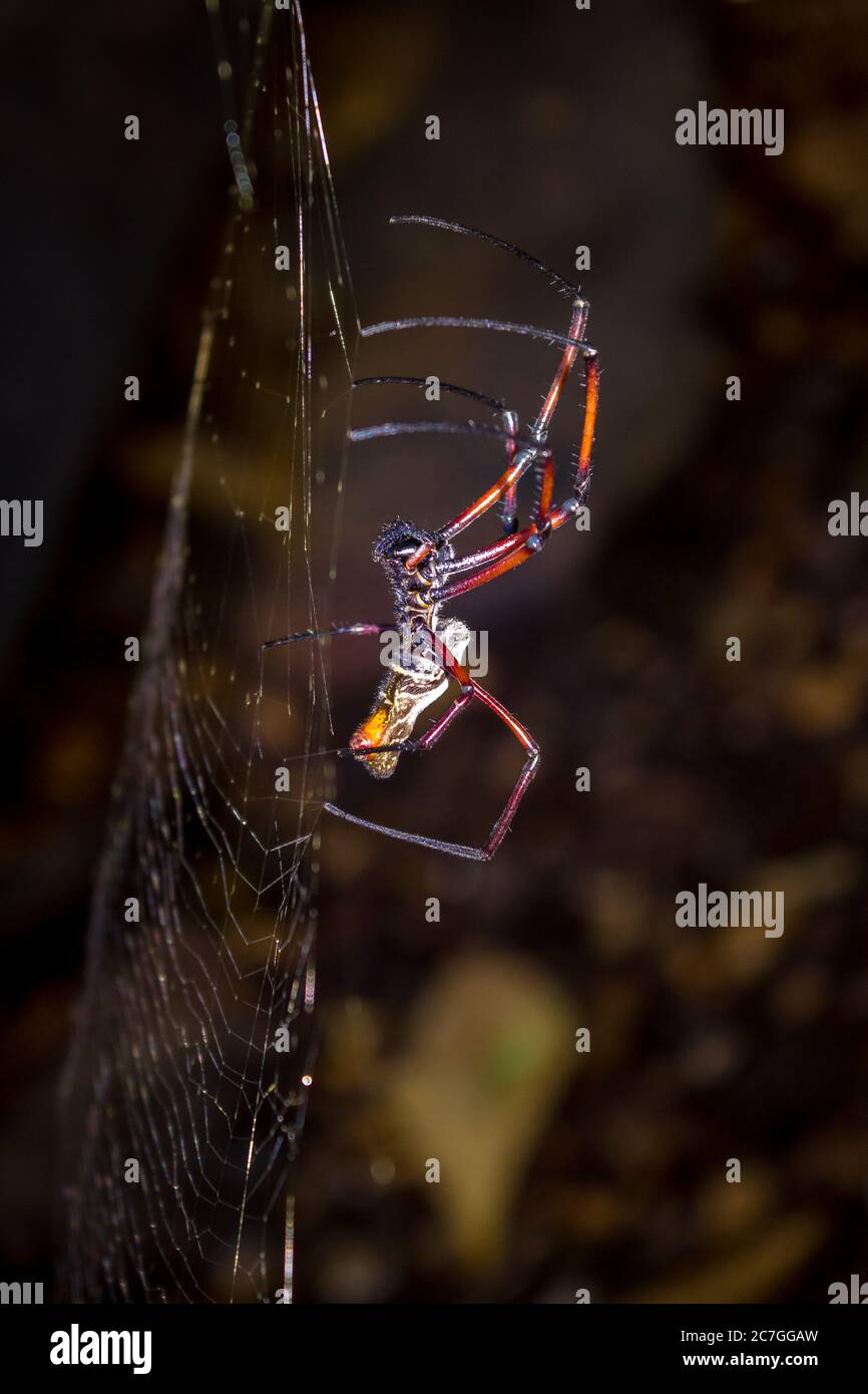 Yellow and orange female Golden orb-web spider (Nephila spp.) sitting ...