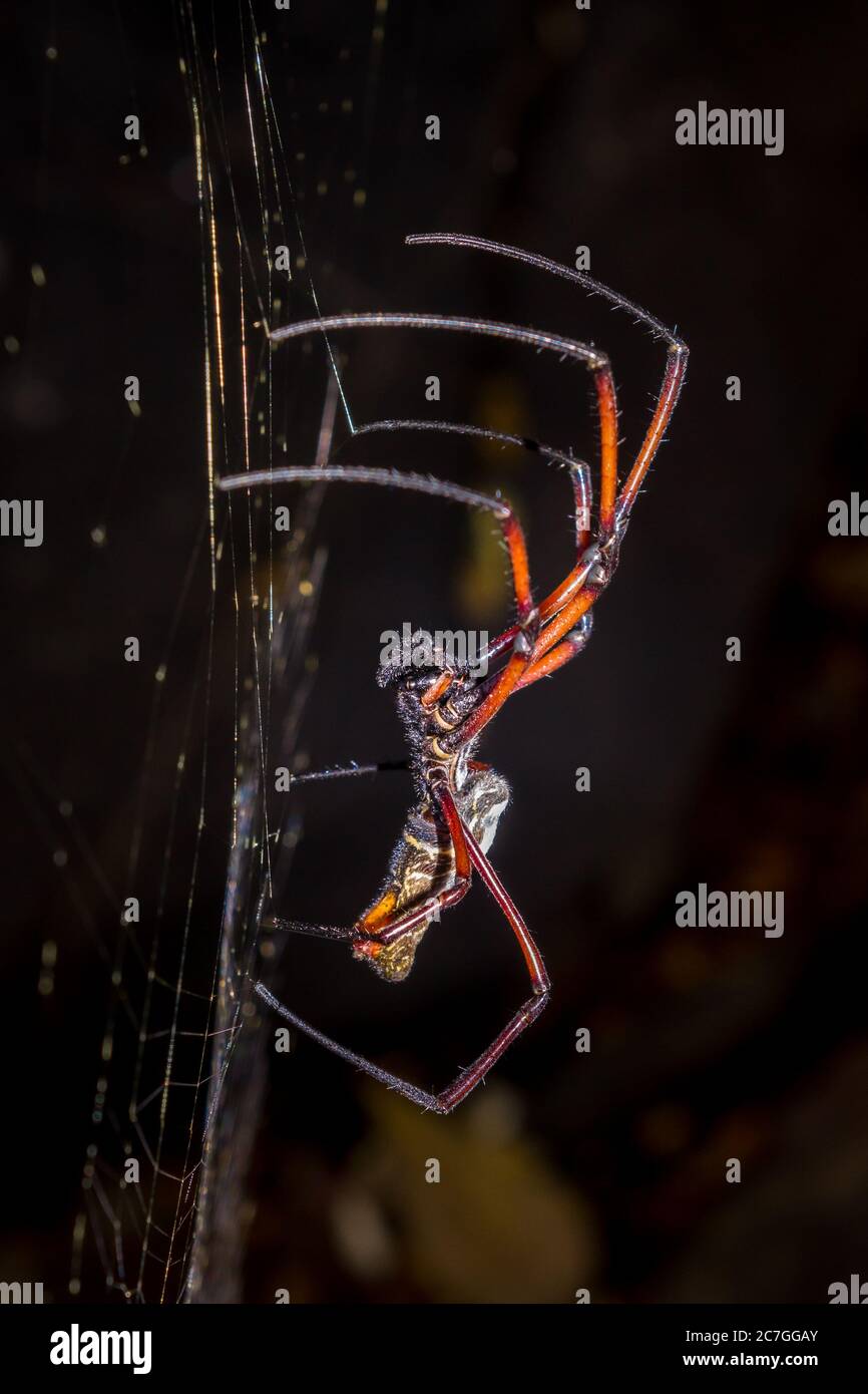 Yellow and orange female Golden orb-web spider (Nephila spp.) sitting ...