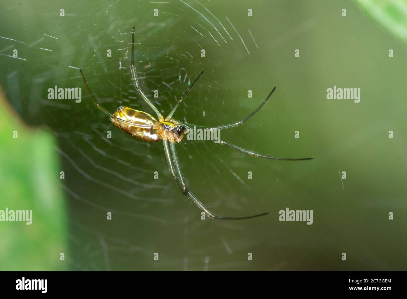Yellow and orange Golden orb-web spider (Nephila spp.) sitting on a web ...