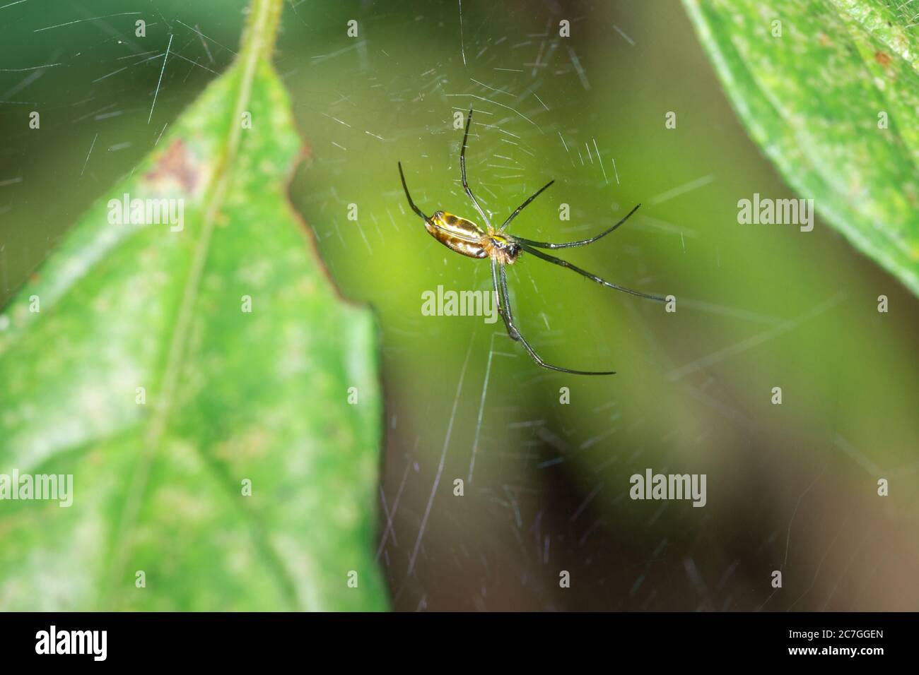Yellow and orange Golden orb-web spider (Nephila spp.) sitting on a web ...