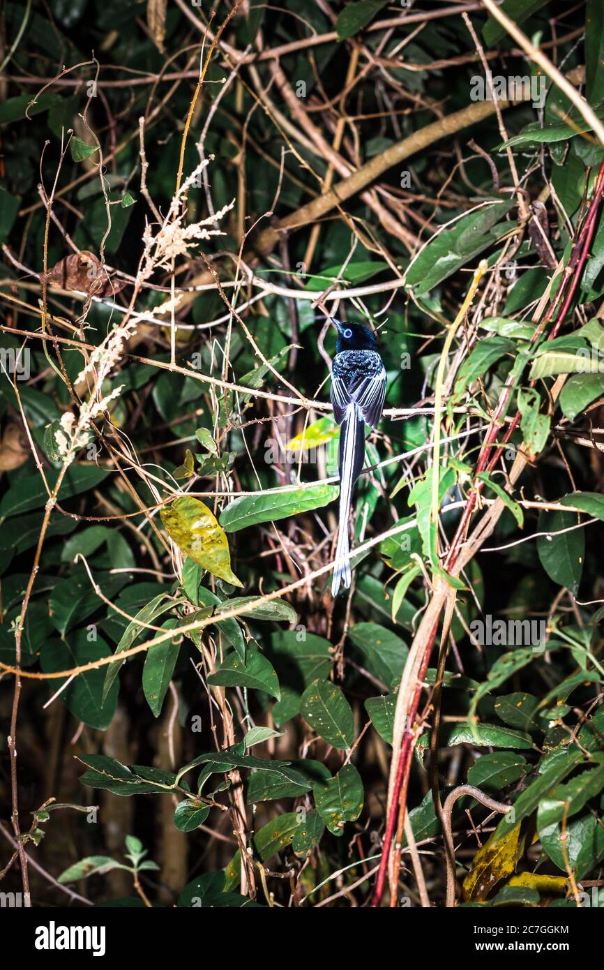 Male Black and white Madagascar paradise flycatcher (terpsiphone mutata ...