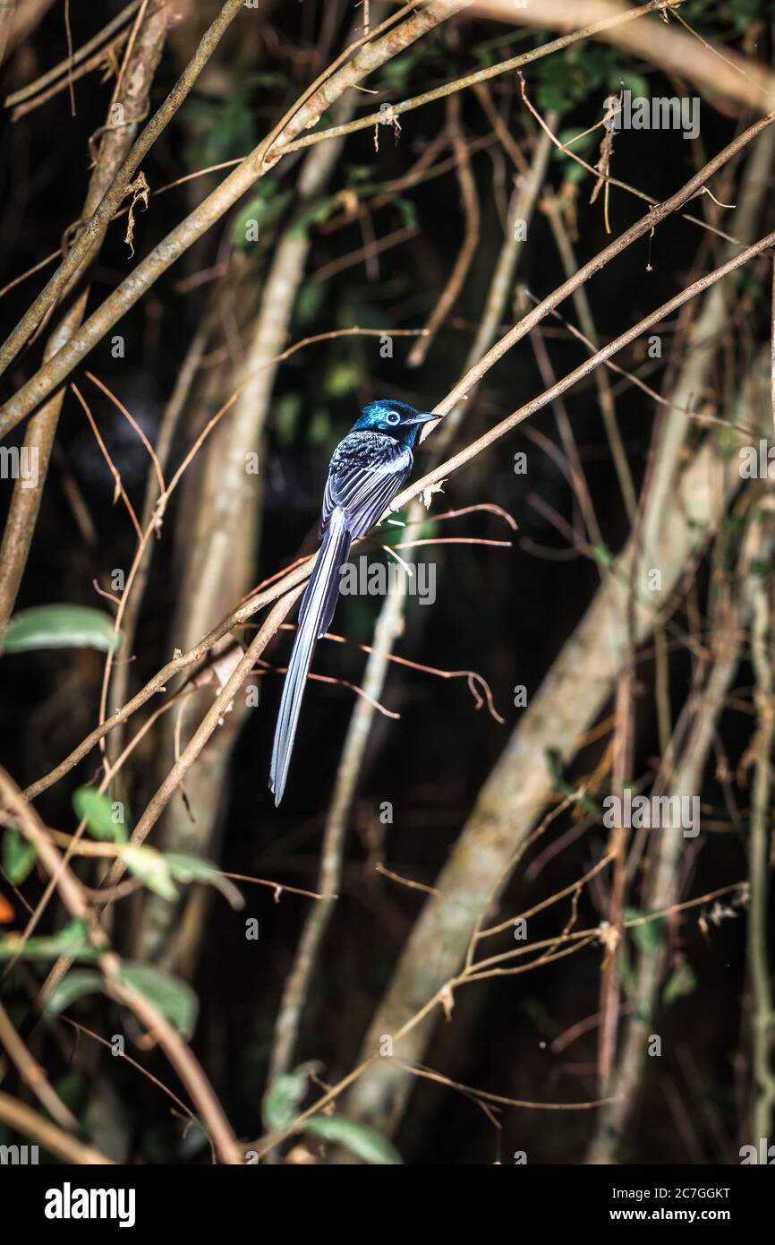Black Paradise Flycatcher High Resolution Stock Photography and Images ...