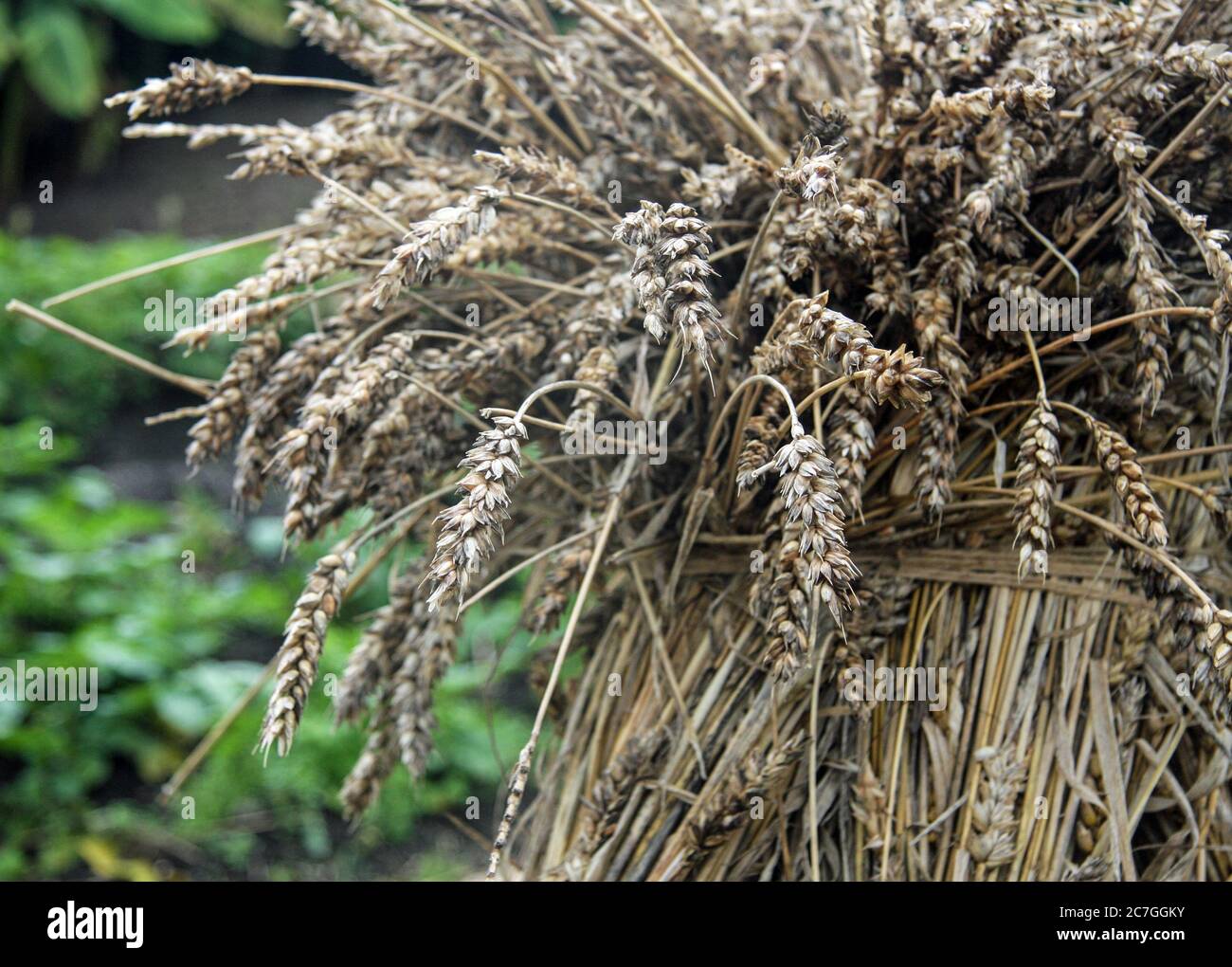 Wheat on display at the Eden Project in Cornwall, an educational ...