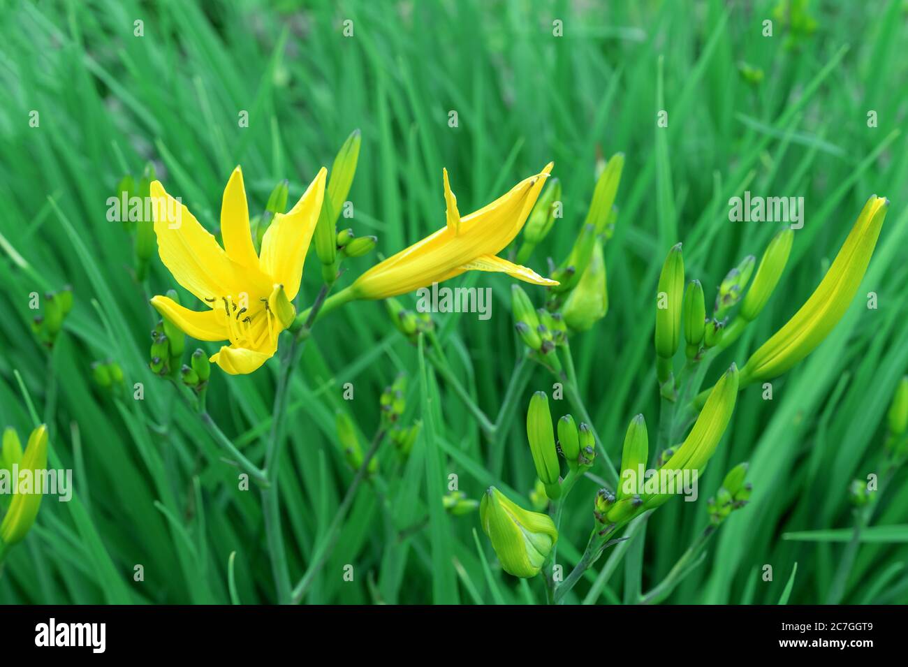 Yellow lily flower in the garden. Commonly known as the Oriental ...