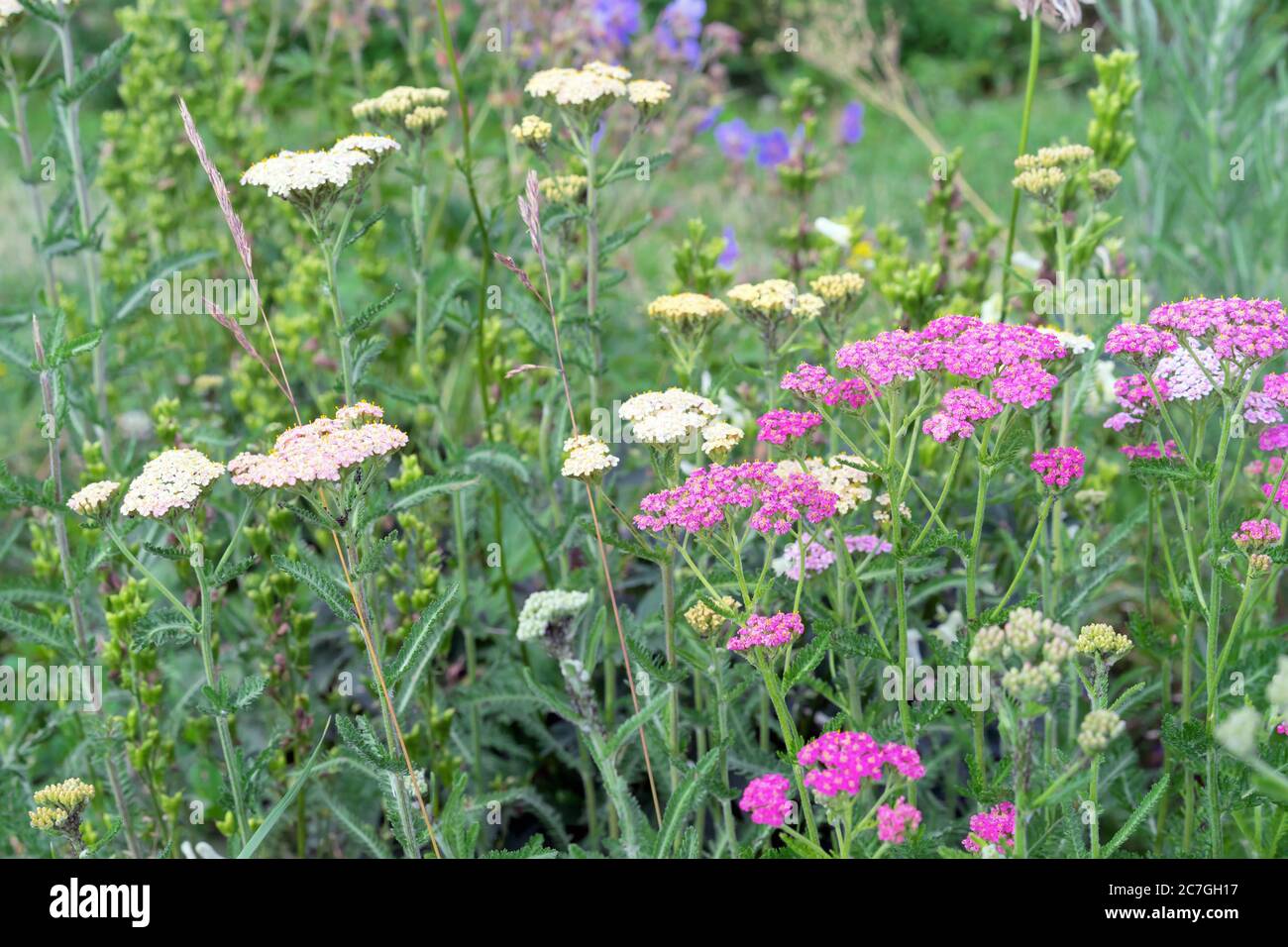 Blooming flowers of yarrow. Yarrow from the Astrov family, used as a ...