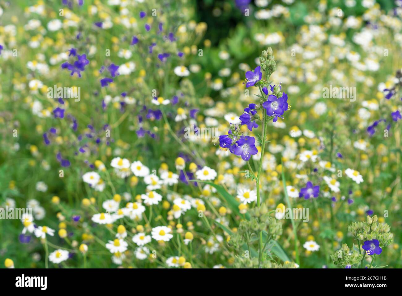 Violet flower of Jacob's ladder, Polemonium caeruleum or Greek valerian ...